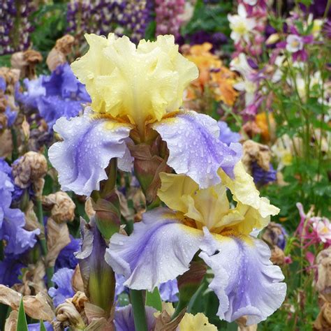 Easter Candy Bearded Iris Iris Germanica American Meadows