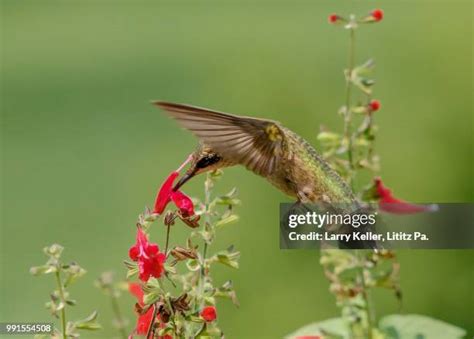 Ruby Throated Hummingbird Migration Photos And Premium High Res