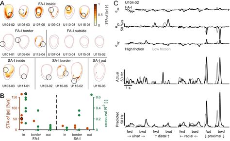 High Resolution Imaging Of Skin Deformation Shows That Afferents From