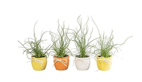 Juncus — Plant Wholesale Floraccess