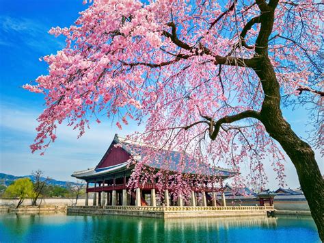 50 Cherry Blossom Quotes To Paint Your World Pink