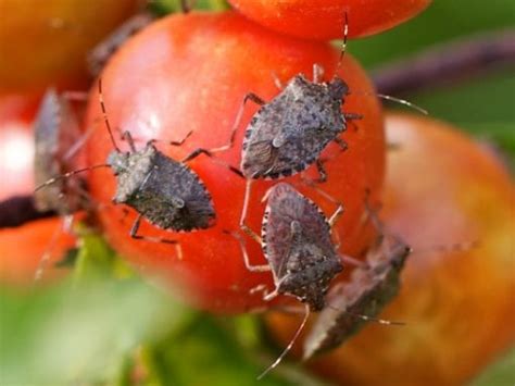 How To Keep Stink Bugs And Other Fall Pests Out Of Your Home