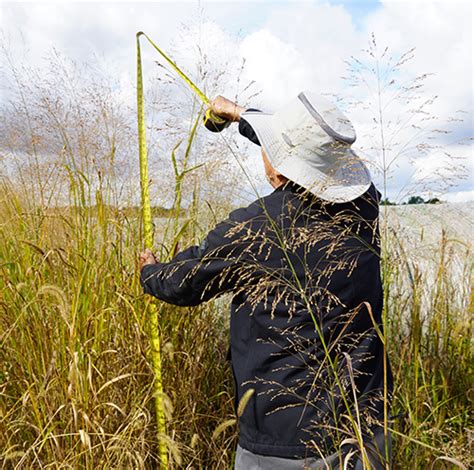 Switchgrass Liberty Ernst Seeds