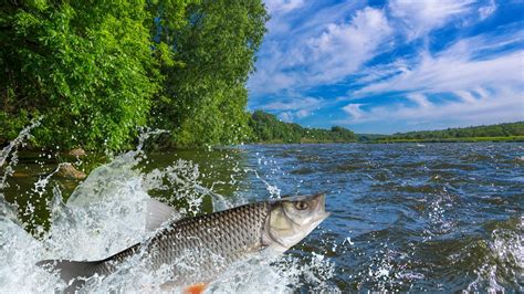 O Que é Barbo Albino E Para Que Serve