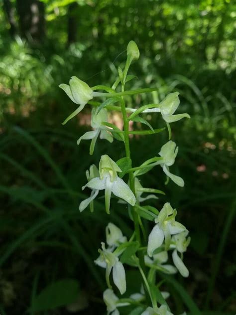 Observation Platanthera Chlorantha Custer Rchb Дмитрий Дегтярев