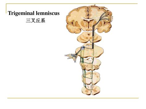 Ppt Brainstem And Its Components Powerpoint Presentation Free Download Id 9184291