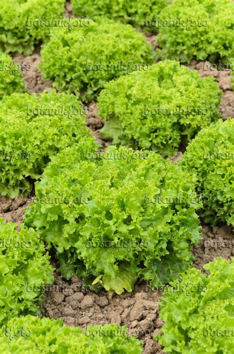 Image Loose Leaf Lettuce Lactuca Sativa Var Crispa Lollo Bionda