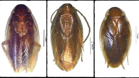 Two New Species Of Cockroaches Discovered From Meghalaya And Jharkhand