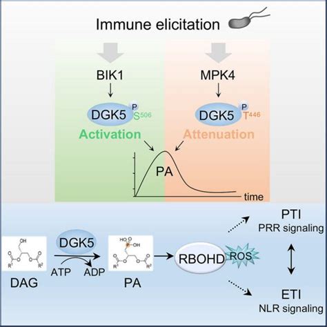 New From Shan Lab When Plants Are Attacked U M Lsa Molecular