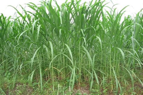 甜象草和巨菌草养牛哪个好？ 藤本月季网