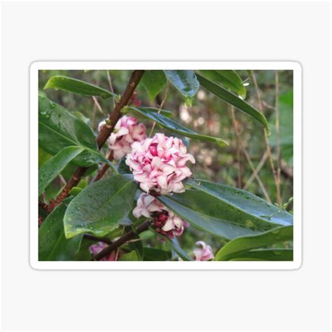 Daphne Odora Flowers Sticker For Sale By Greentiger1 Redbubble