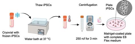 Puromycin Proximity Ligation Assay Puro Pla To Assess Local