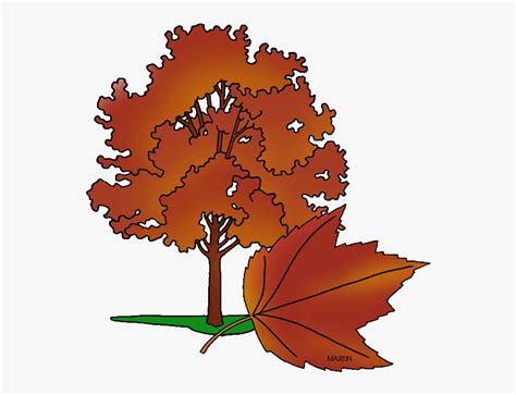 State Tree Of Rhode Island Rhode Island State Tree Drawing Free
