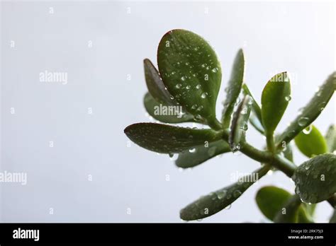 Crassula Ovata Commonly Known As Jade Plant Lucky Plant Money Plant