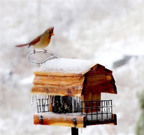 Winter Bird Feeder Stock Image Image Of Avian Ornithology 12991417