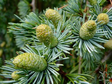 Шишки Разновидности Фото — Картинки фотографии