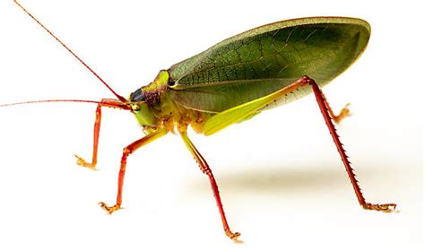 Pterophylla Camellifolia Bugguidenet