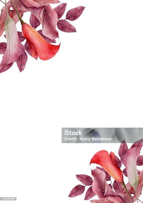 수채화 가을 칼라 백합 꽃 경계는 흰색 배경에 고립되어 있습니다 가을 꽃 프레임 결혼식 초대장 인사말 추수 감사절 카드에 적합합니다 0명에 대한 스톡 벡터 아트 및 기타