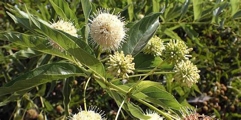 Buttonbush Seasonal Development Description General Distribution