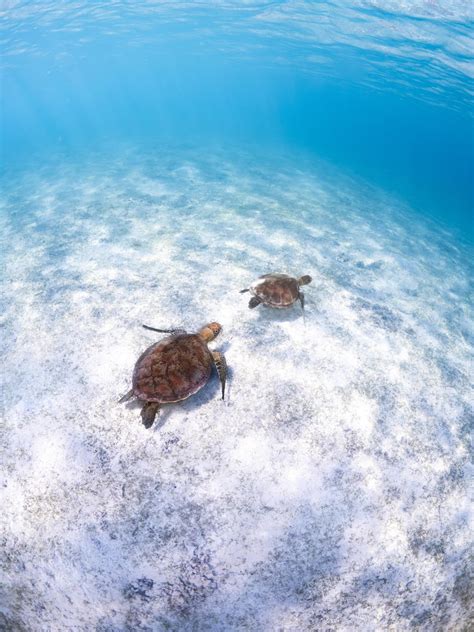 宮古島のウミガメに もっと優しくしてあげて。 逃げないようにカメを踏んづけたり 無理やり息継ぎさせようとするガイドや カメを触ったり持ち上げ