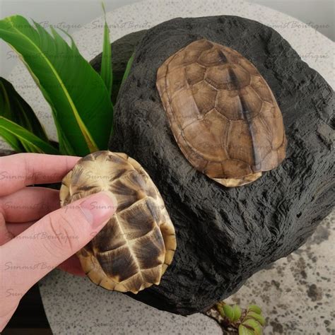 Vintage Real Specimen Turtle Shell Bone Specimen Cleaned Disinfected