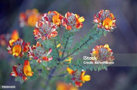 호주 토착 화 환 부시 완두콩 꽃 Pultenaea Tuberculata 가족 Fabaceae 작은 말리 화재 흔적 로얄 국립
