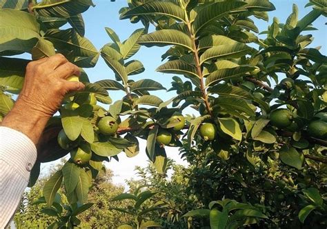 Горіхи Сухофрукти Горіхи Сухофрукти Цукати Солодощі