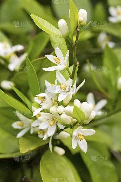 成熟的橙子挂在开花的橘子树上素材 花瓣网