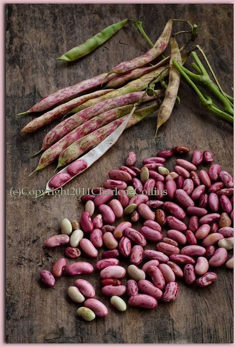 Red Peas Vs Red Beans At Dorothy Bufkin Blog