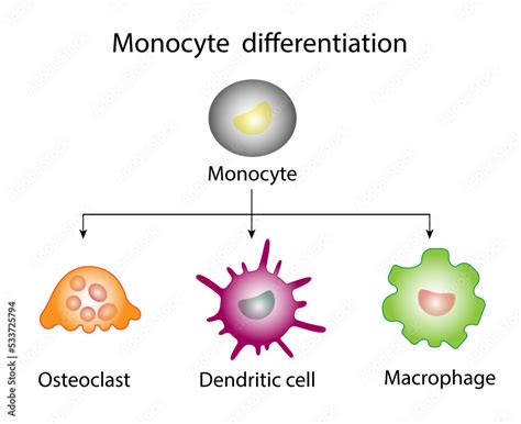 Monocyte Differentiation Dendritic Cell Osteoclast And Macrophage Stock Vector Adobe Stock