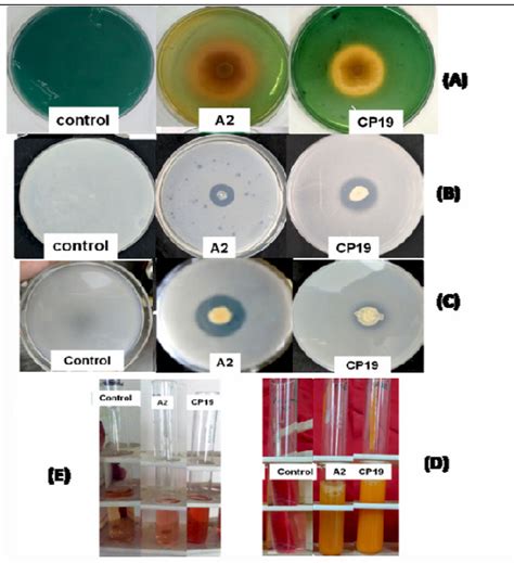 Plant Growth Promoting Traits Produced By Bacterial Isolates A2 And