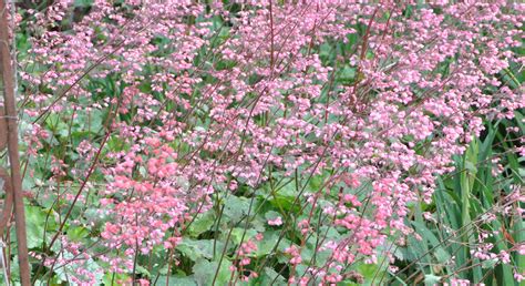 Heuchera Wendy Wendy Alum Root Plantmaster