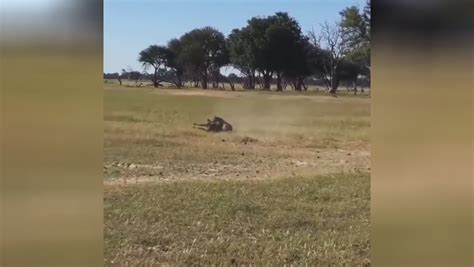 شکار کل یال دار توسط شیر آشپزی،خیاطی،ترفند