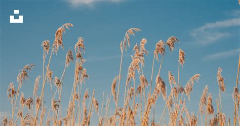 푸른 하늘을 배경으로 키 큰 풀밭 사진 Unsplash의 무료 네덜란드 이미지