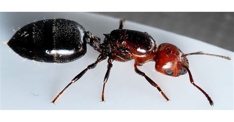 Queen Of Crematogaster Scutellaris Ants Free