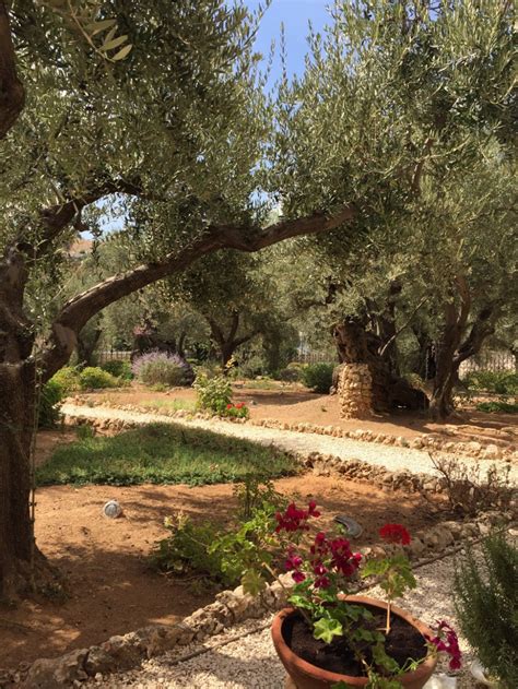 Garden Of Gethsemane Jerusalem All You Need To Know Before You Go Artofit