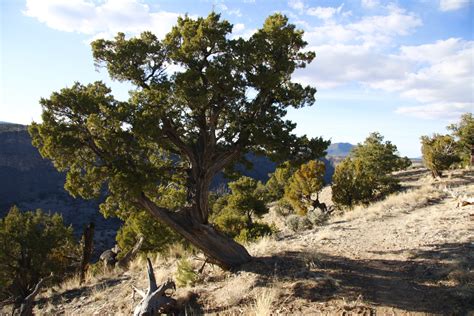 New Mexico Pinon Tree Piñon Pine Pinus Edulis Porbfu