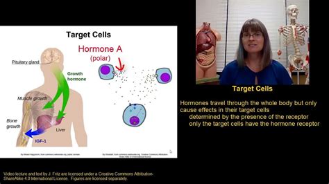 Hormones Youtube
