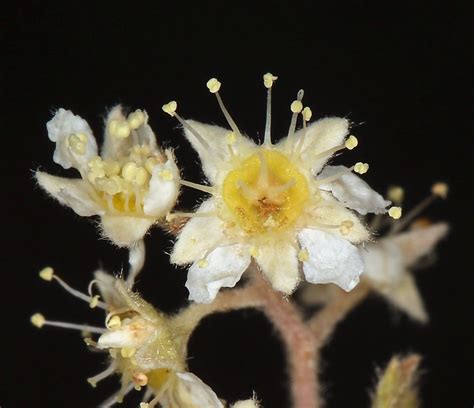 Holodiscus Discolor Var Microphyllus Calflora