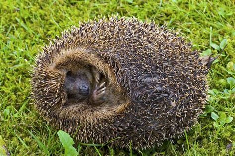 Igel Eingerollt Fotos Imago