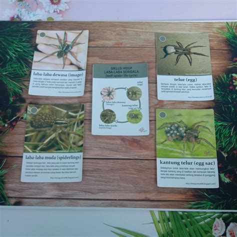 Detail Siklus Hidup Laba Laba Koleksi Nomer 34