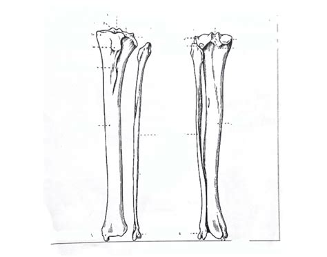 Tibia Fibia Veterinary Anatomy Quiz