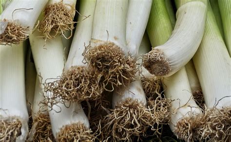 대파의 건강 효능 일상에서 쉽게 접할 수 있는 슈퍼푸드