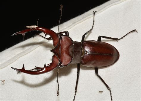 Doom Ii Enemies If They Were Insects With Pictures Doom General