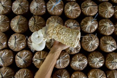 BUDI DAYA JAMUR TIRAM DI KARAWANG ANTARA Foto