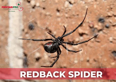 Black Widow Spider Size Chart