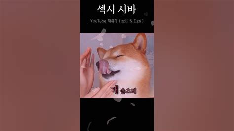 [짧개] 세상에서 가장 섹시한 강아지 1위 지유개 선정 Youtube