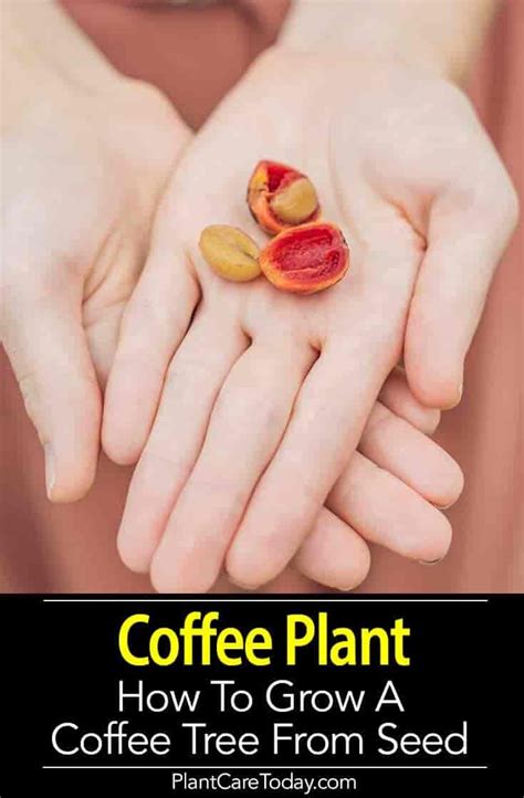 Coffee Plant Care How To Grow A Coffee Tree Indoors And Out Guide