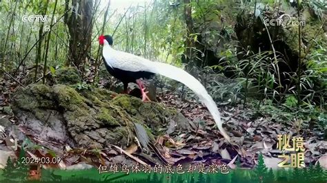 《秘境之眼》 白鹇 20240902 Cctv Youtube