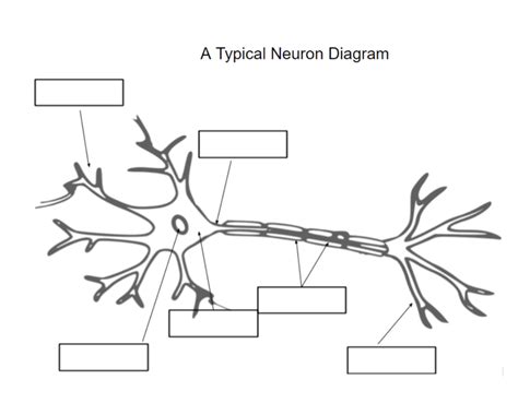 Ap Psych Unit 1 Quiz 1st Half Diagram Quizlet